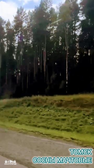 ТОМСК СОСНЫ МАЧТОВЫЕ