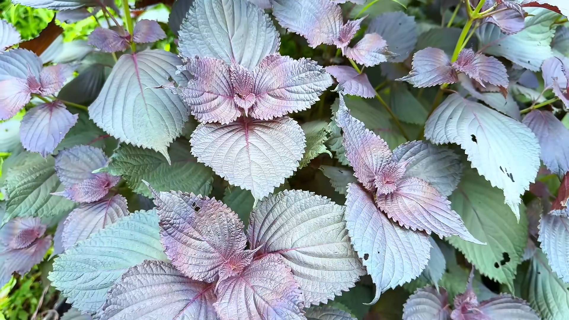 Сяо Ли - Сварила соус из листьев периллы