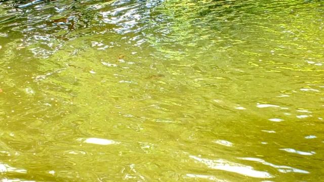 Рыбки в мутной воде