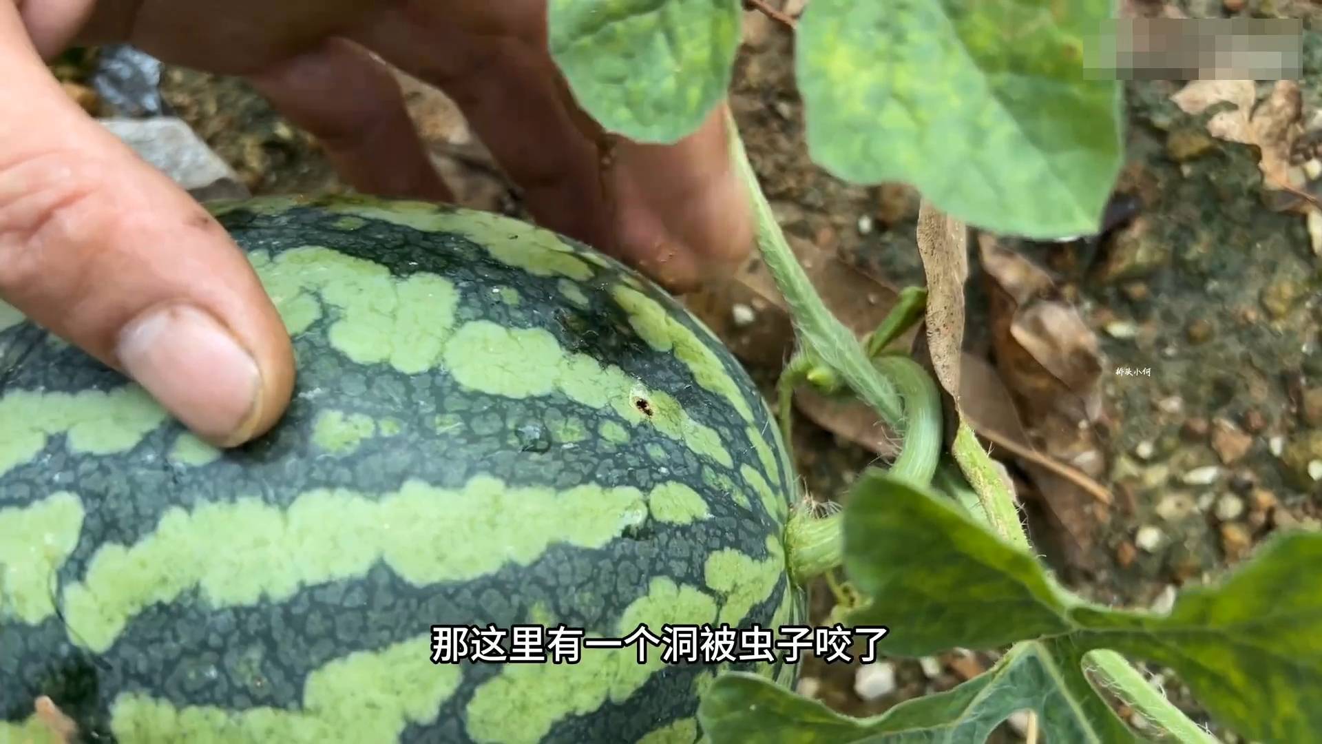 Сяо Хэ из Цяотоу - Это существо, которое больше всего ненавидят фермеры