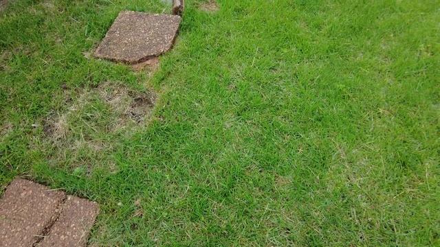 Устанавливаем грядку для малины. Часть 2.