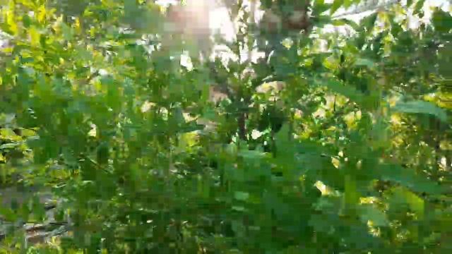 Как вырастить гранат с нуля. Часть вторая.