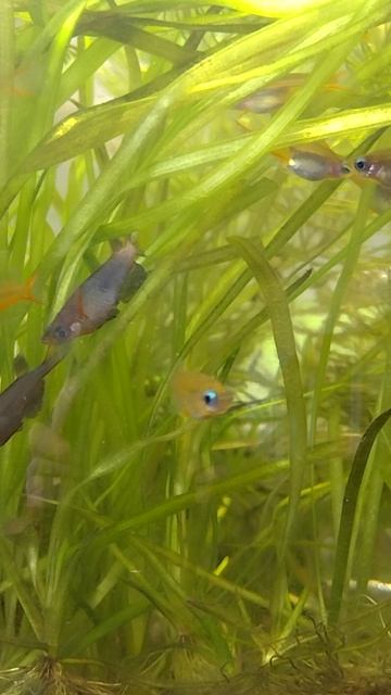 Оризиас. Бой матёрых самцов VID_20241021_103142