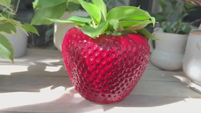 💚 ВЕЛИКОЛЕПНЫЕ НАХОДКИ В ФИКС ПРАЙС И ФАМИЛИИ 🍓 КУПИЛА СРАЗУ🪴Обзор моих растений и покупок 🛍️