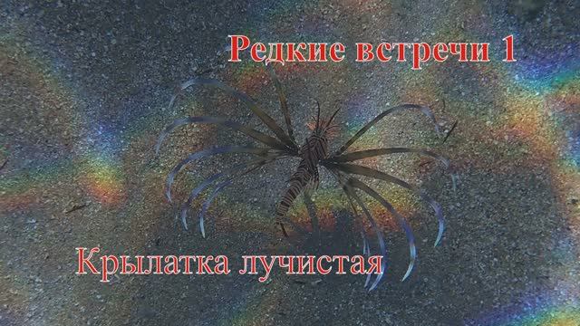 Редкие встречи 1 Крылатка лучистая полосатая Под музыку Gicu Rau - Suveoo