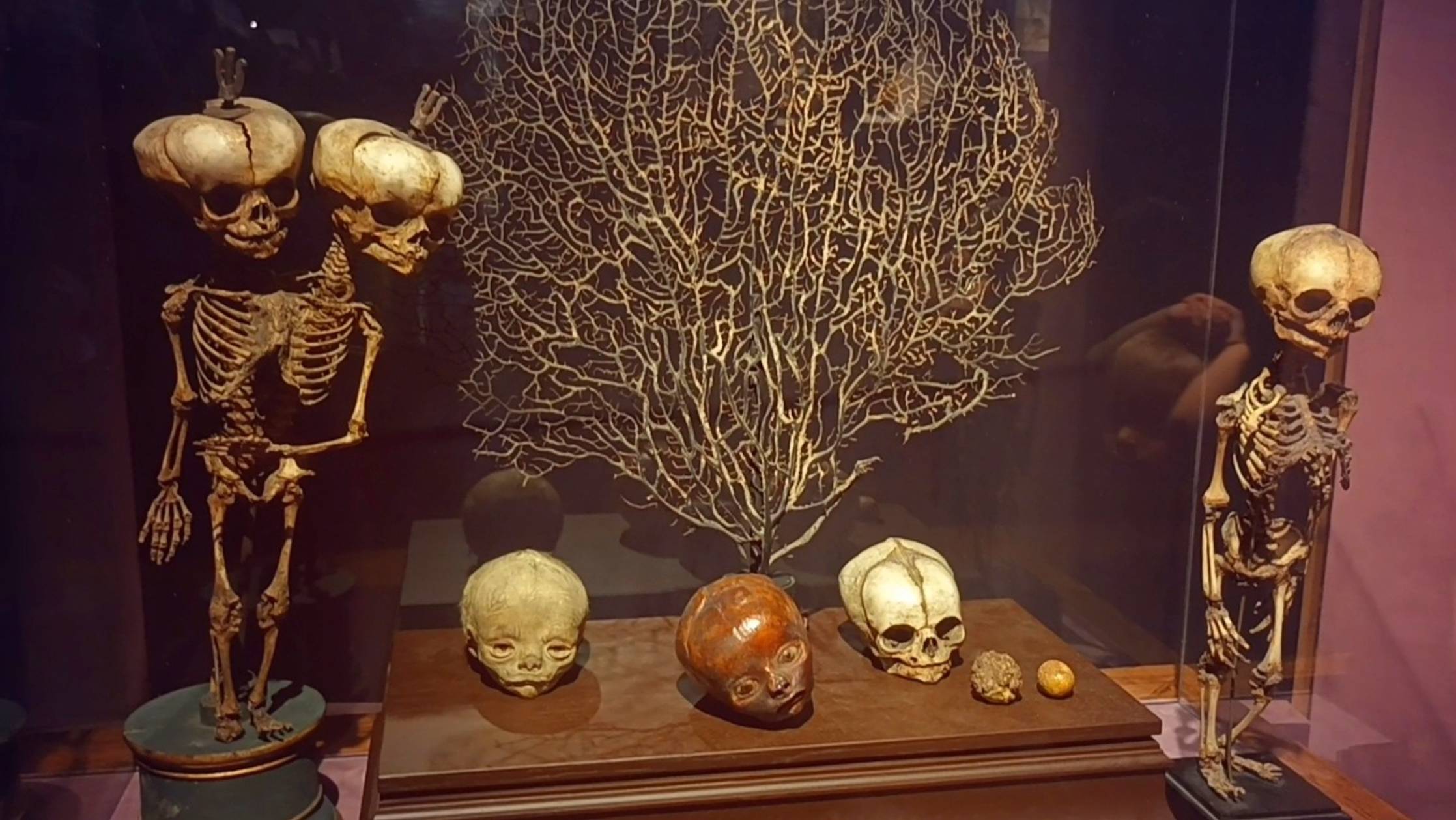 Прогулка по КУНСТКАМЕРЕ ! (3)