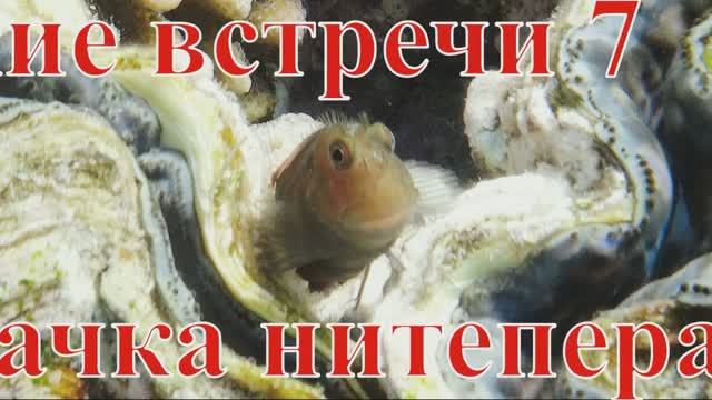 Редкие встречи 7 Собачка тигровая экзаллия и нитеперая под музыку Giovanni Marradi – Just For You