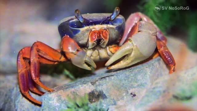 Какой длины и зачем строит норы Балканский пресноводный краб — Potamon fluviatile ?