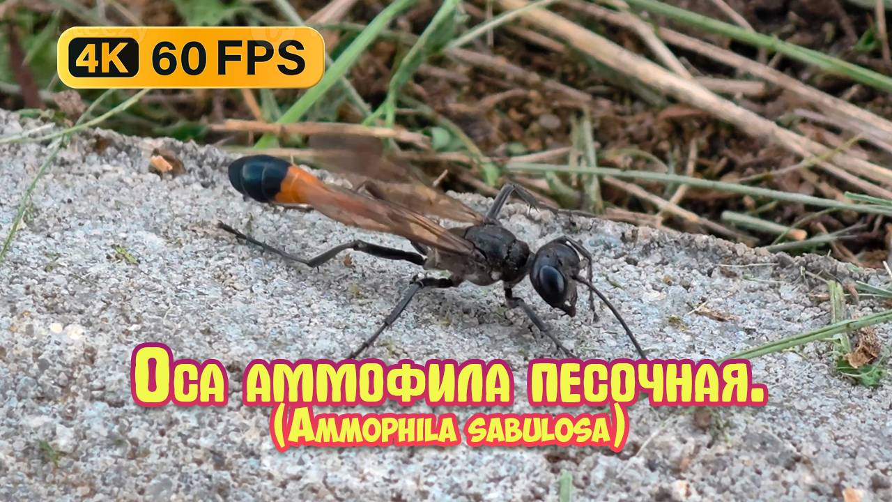 Оса аммофила песочная (Ammophila sabulosa)  4К.