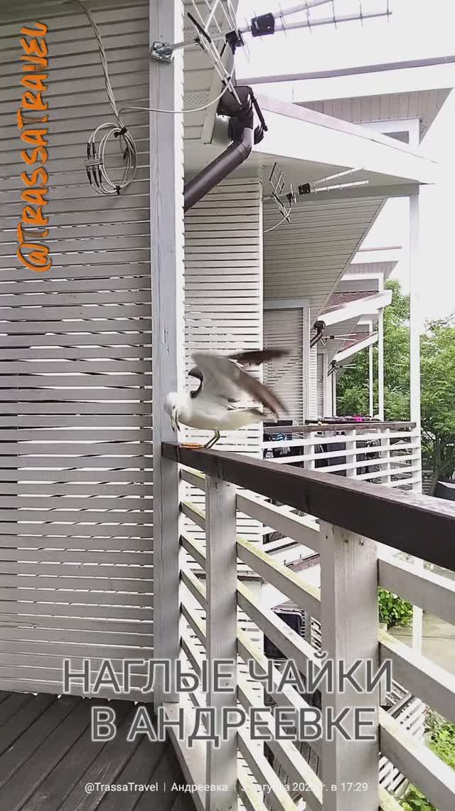 Наглые чайки в Андреевке