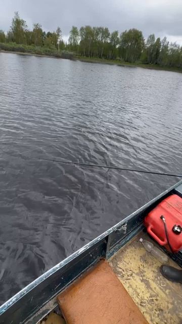 ЭКОНОМНЫЙ ОКУНЬ!! #ОКУНЬ#РЫБАЛКА