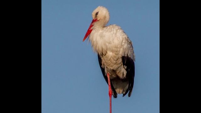 "ТИХИЕ МГНОВЕНИЯ ЛЕТА"... (Фото Андрея АБАКУМОВА (Рязань), музыка - А. ЛАХИНИ и Р. ТАДЖБАХШ (Иран))