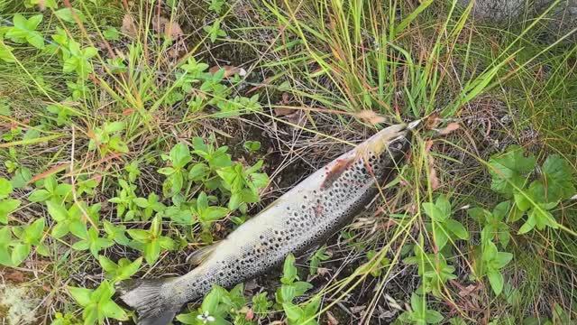 Рыбалка на далеком озере