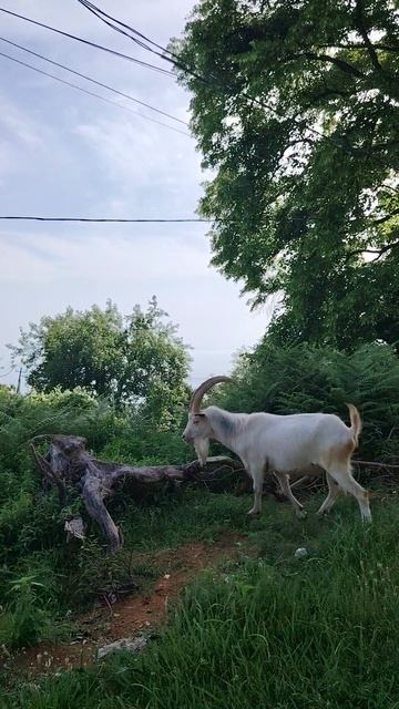 Goat in the Mountains ©20240614