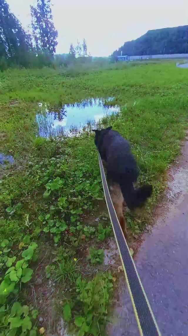 "Лукас побеждает жару!" ❥ Приют в Малинках