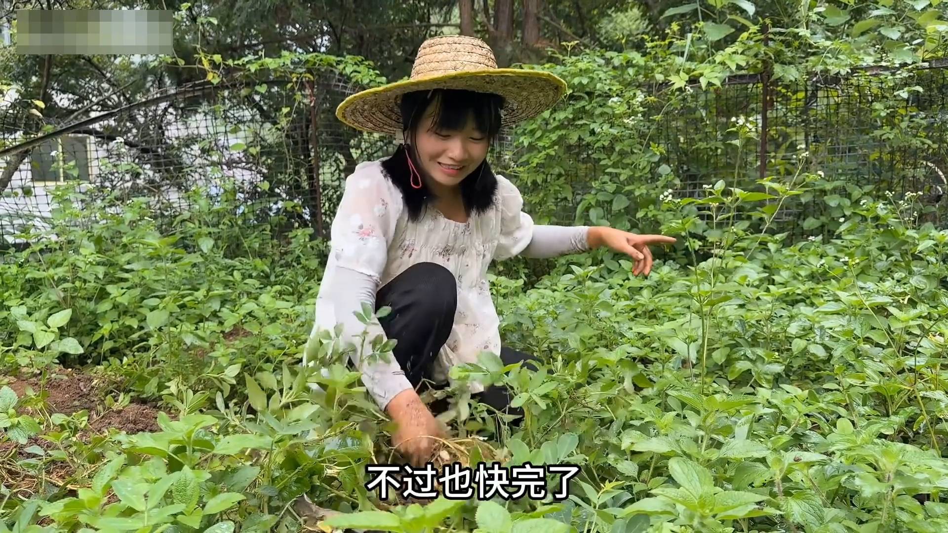 Vlog Сяомей - Осень время сбора урожая. Арахис, который свекровь с трудом выращивала целый год