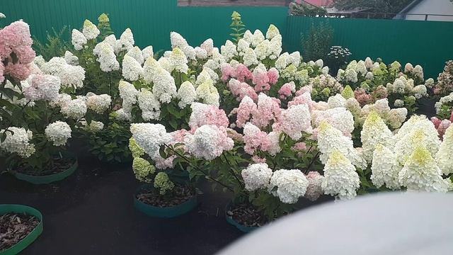 ГОРТЕНЗИЯ - ЭТО ПРОСОТО ЧУДО - СПЕЦИАЛЬНО ДЛЯ ПОДПИСЧИКОВ КАНАЛА