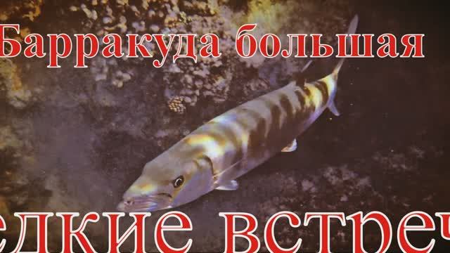 Редкие встречи 4 Барракуда большая под музыку Stephan Nikolai – Panflute (Флейта)