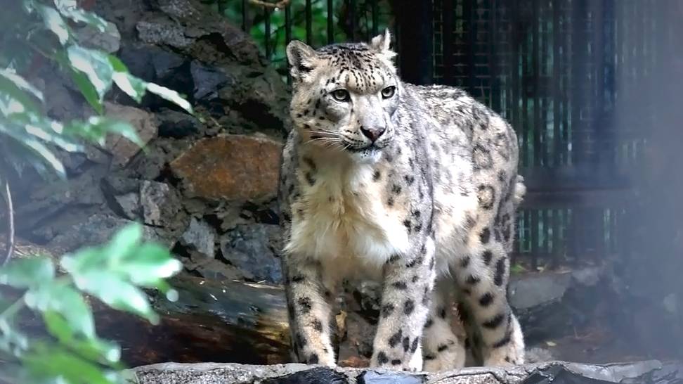 Снежный барс Саян гуляет по вольеру во время дождя.