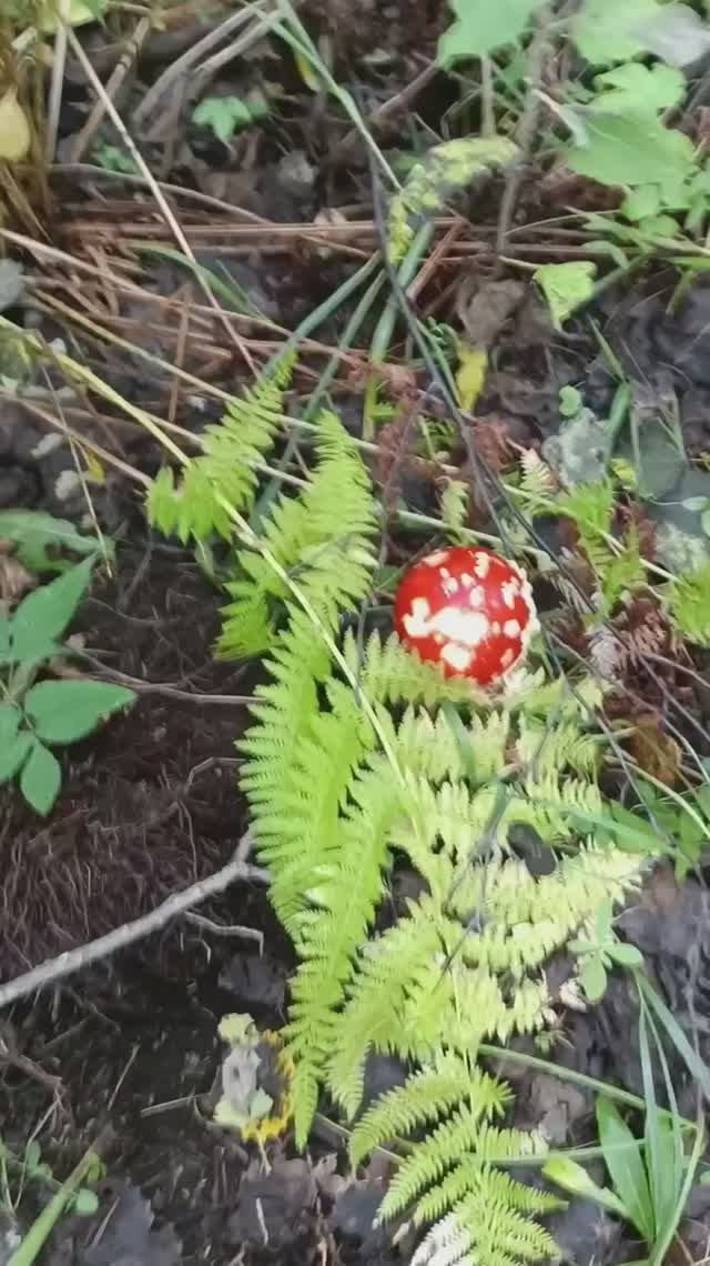 ПОЗНАВАТЕЛЬНАЯ ПРОГУЛКА ПО ТАЙГЕ с дядькой САШЕЙ.ч.2