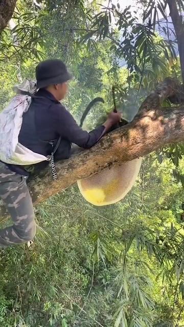 Сбор дикого мёда в Азии при помощи дыма