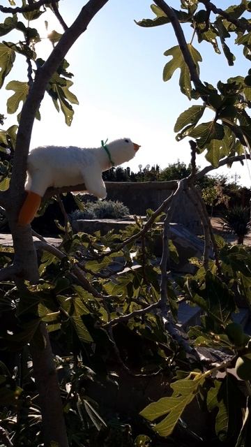 Гусь забрался на инжир в парке