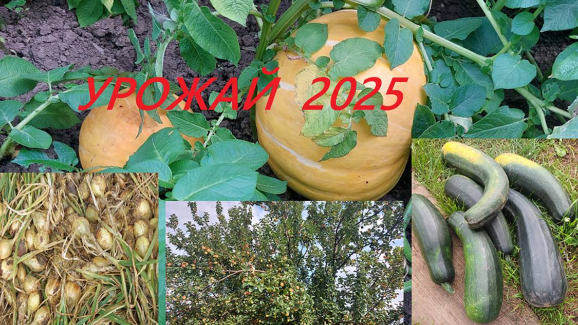 Мы славно летом потрудились, теперь пожинаем плоды. 10.08.25