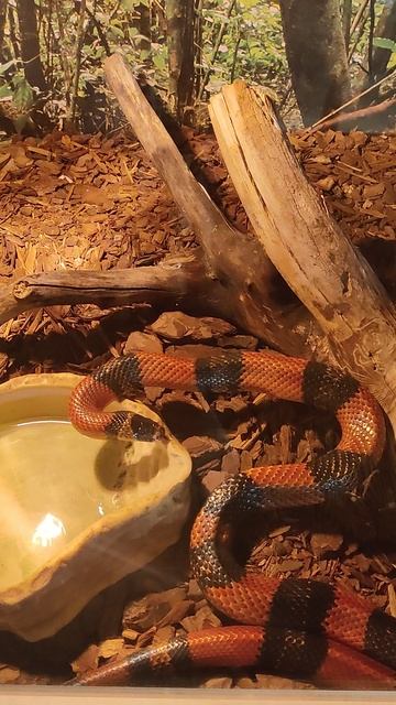 2025.07. 30 ТУЛА. Экзотариум. Гондурасская молочная змея