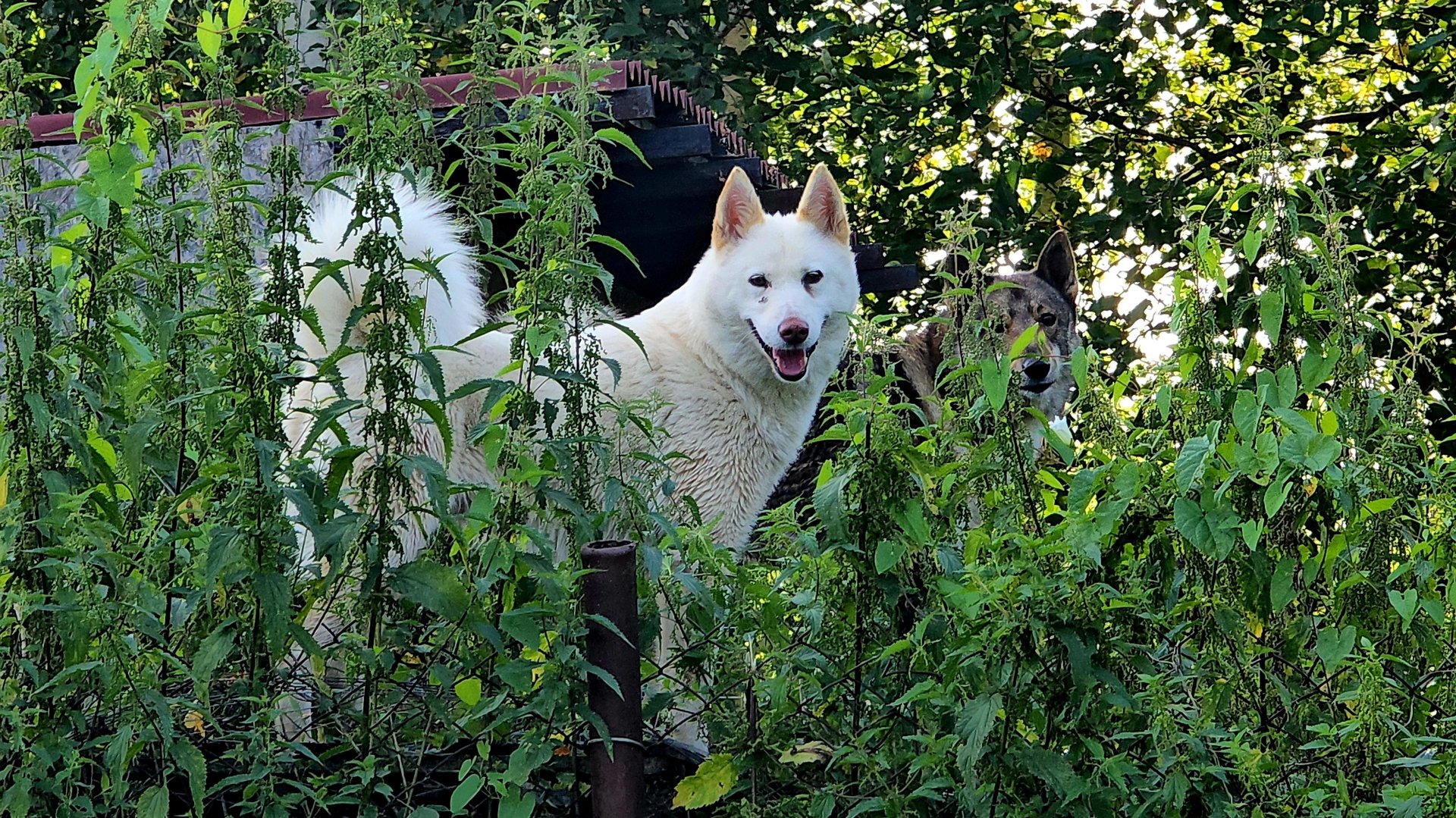 Как ушли лайки