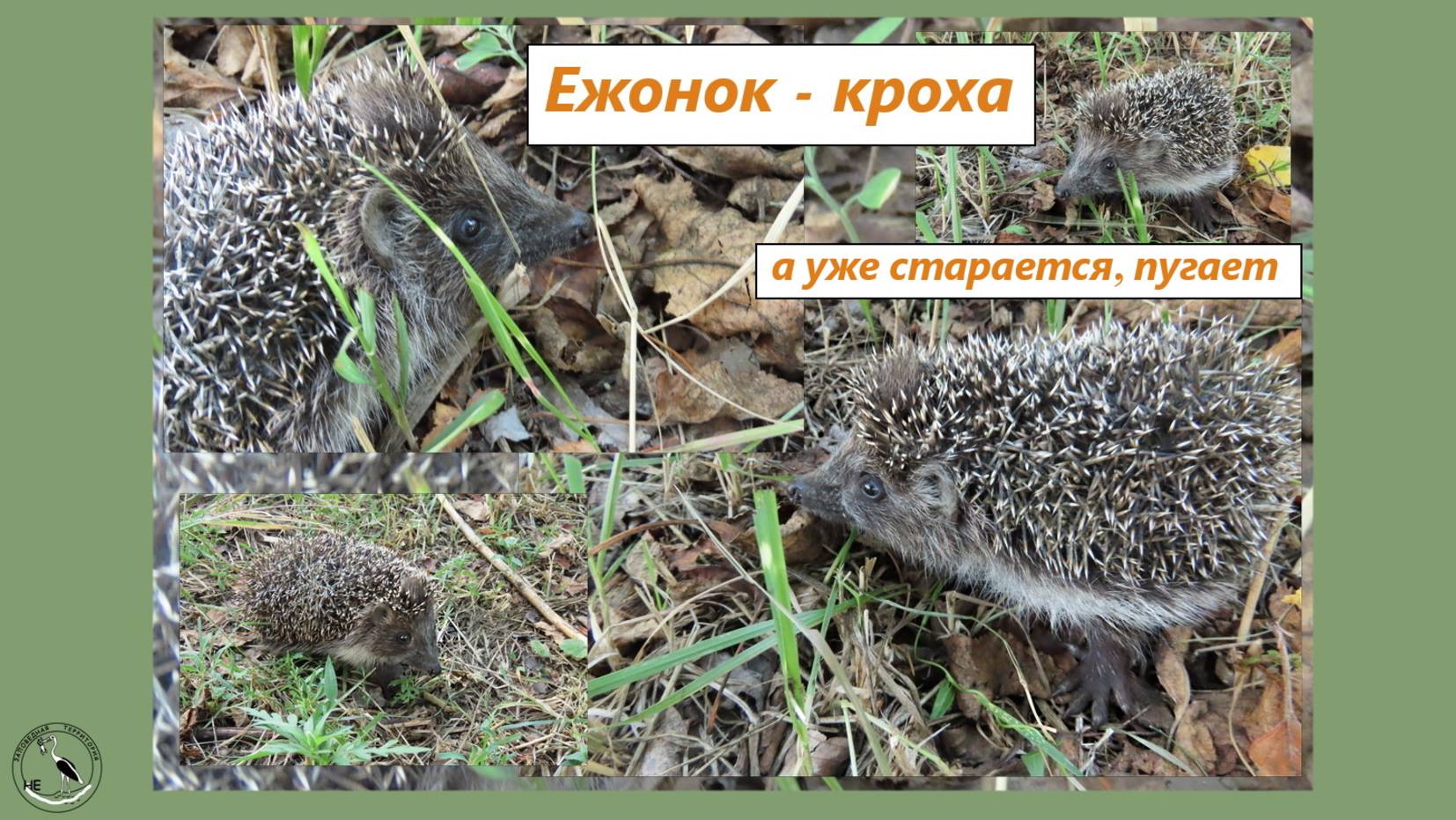 Кроха-ежонок пыхтит и пугает меня, потом уходит домой - утро же. 05.08.25