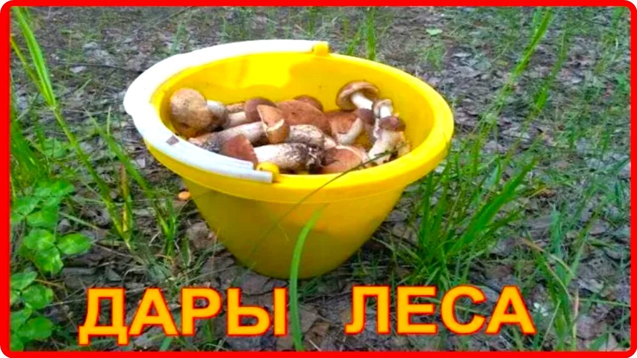 ГРИБНАЯ ОХОТА или Как мы собирали Грибы