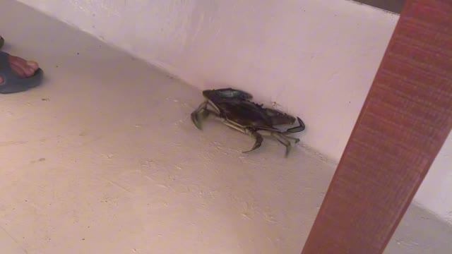 Нина на море. Принимаем грязевые ванны и ловим крабов