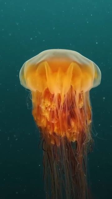 Cyanea capillata, цианея мохнатая или львиная грива