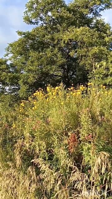 Лето...😍😍😍