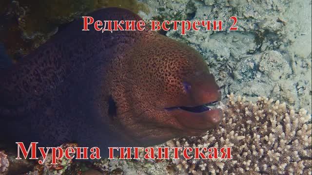 Редкие встречи 2 Мурены гигантская и перечная Под музыку Kenny G – Havana