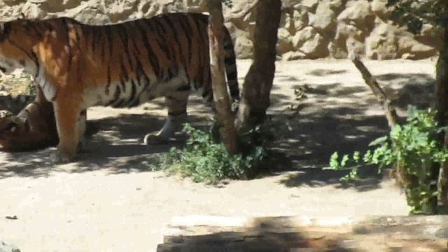 Велопрогулка (2017-07-05) Зоопарк