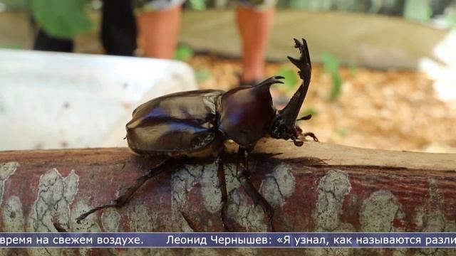 Экзотический питомник растений создан на Сахалине