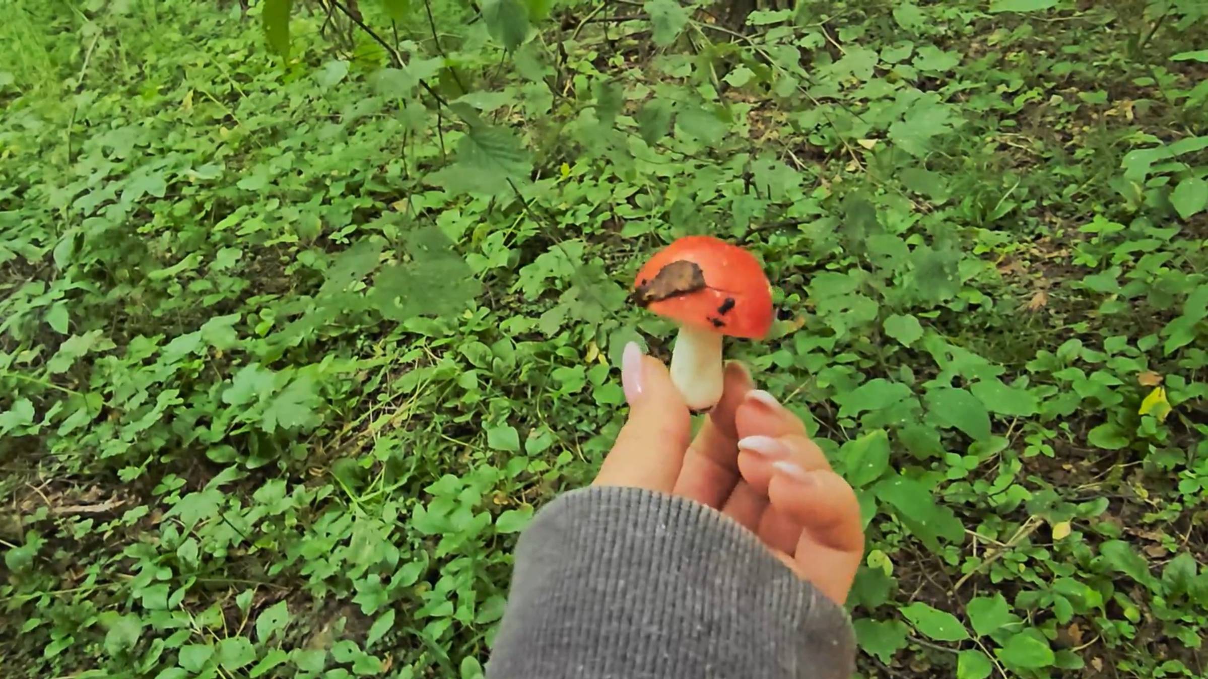 Ушли с папой в лес за грибами