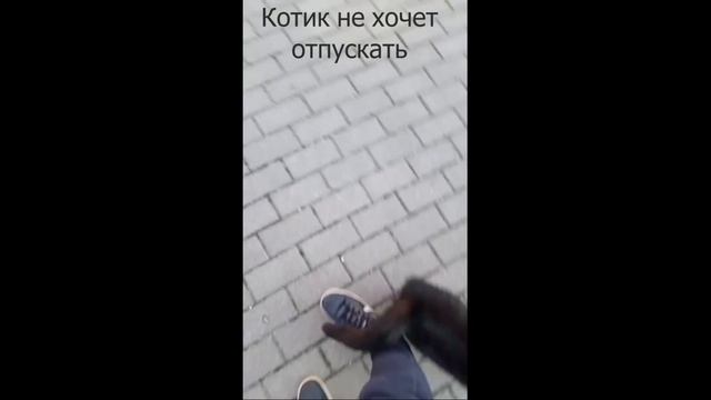 Котик не хочет отпускать