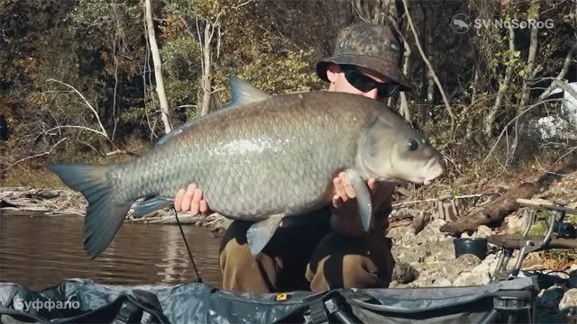 До каких размеров вырастают представители рода Буффало,  Иктиобусы (Buffalofish) — Ictiobus ?