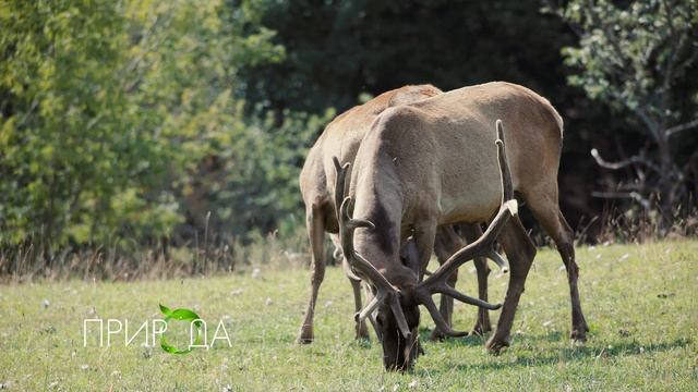 Природа. Благородный олень, Cervus elaphus