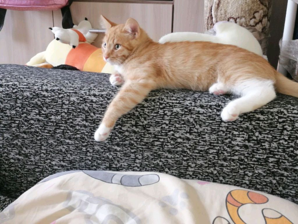 как мы играем в school boy runaway