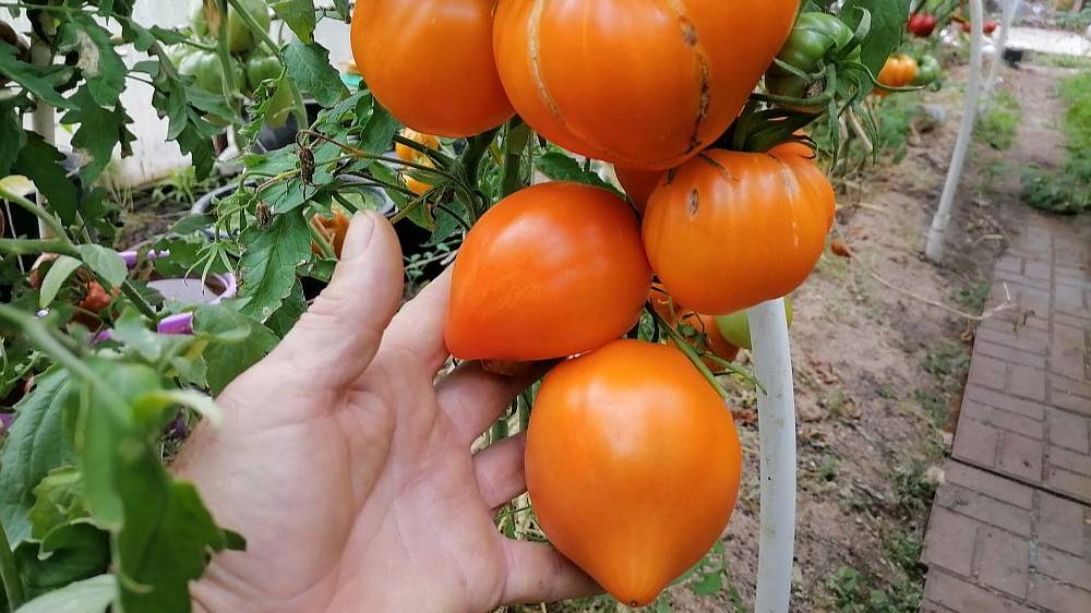 Томат Золотая Модница