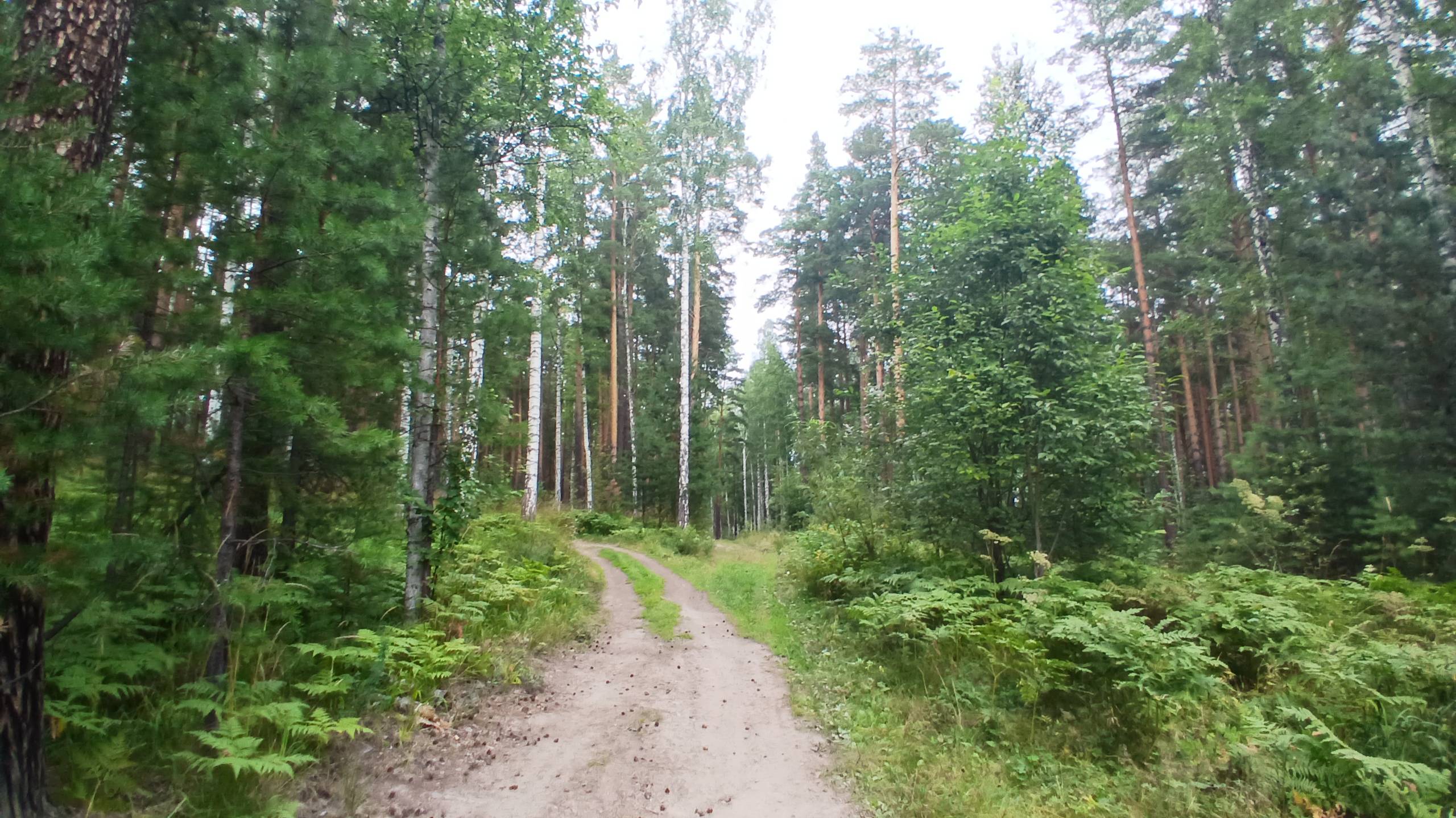 Влог поход за ягодами(+ тест камеры)