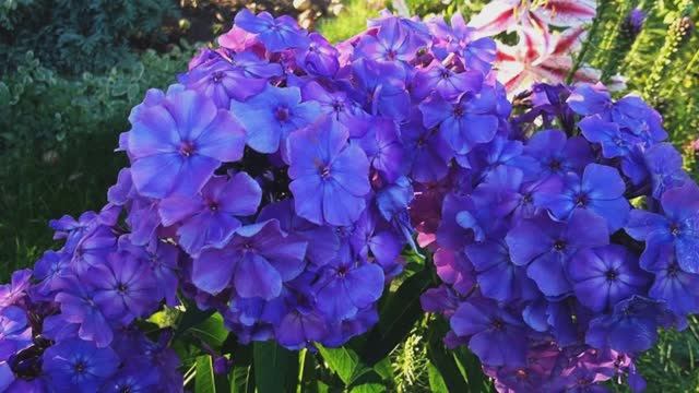 ФЛОКСЫ. Август - С.Чекалин