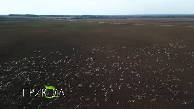 Природа. Дикие гуси, Anser anser