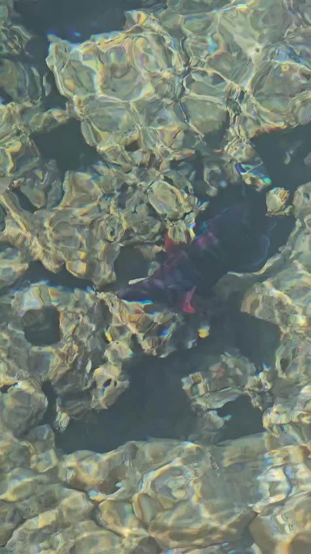 Рыбы Красного моря.