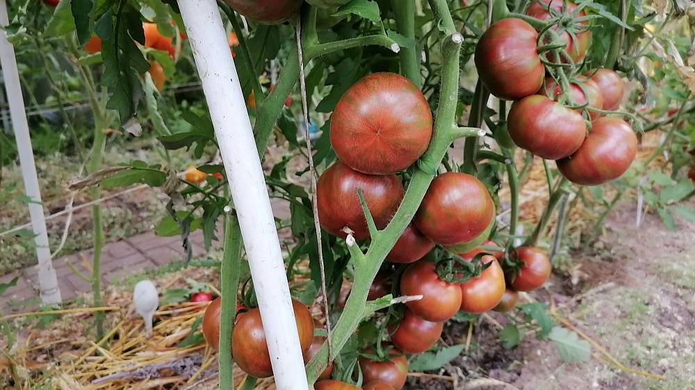 Томат Венецианское стекло