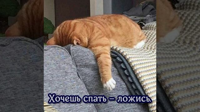 Я НЕДАВНО БЕСЕДУ ИМЕЛ С КОТОМ...
