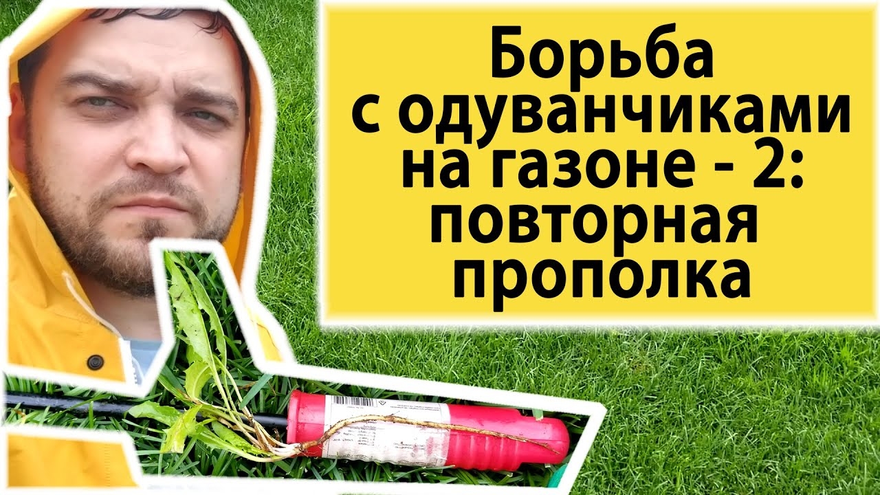 Борьба с одуванчиками на газоне 2: повторная прополка в июле